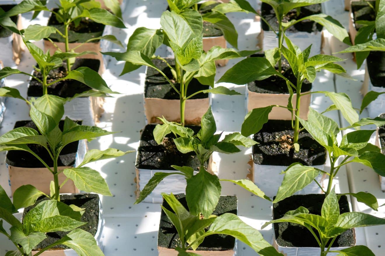 6 Bell Peppers Growing Stages